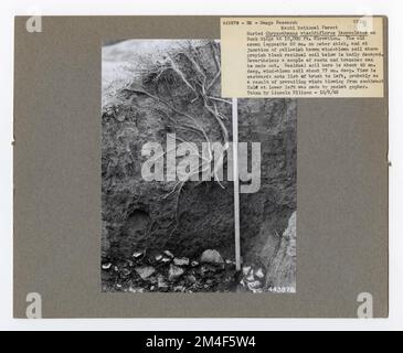 Soil Erosion - Utah. Photographs Relating to National Forests, Resource ...