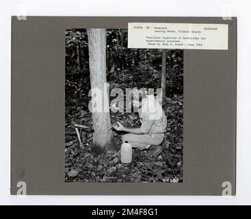 Brush and Cull Tree Continued - Michigan. Photographs Relating to ...