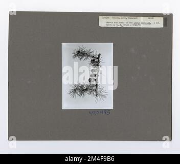 Tree Identification - Tamarack. Photographs Relating to National ...