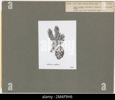 Tree Identification - Spruce: Red. Photographs Relating to National ...