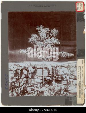 Tree Identification - Prickly Ash. Photographs Relating to National ...