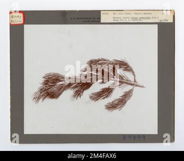 Tree Identification - Pine, Mexican Pinyon. Photographs Relating to ...