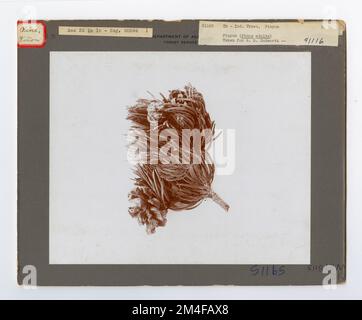 Tree Identification - Pine, Pinyon. Photographs Relating to National ...