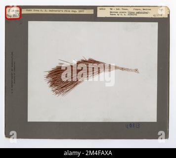 Tree Identification - Pine, Mexican Pinyon. Photographs Relating to ...