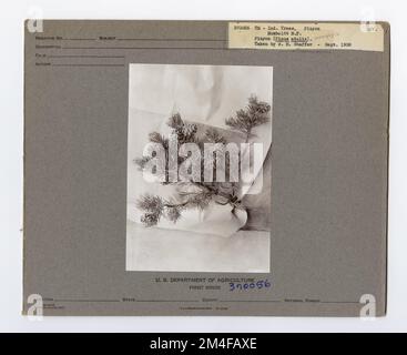 Tree Identification - Pine, Pinyon. Photographs Relating to National ...
