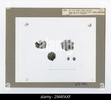 Tree Identification - Pine, Mexican Pinyon. Photographs Relating to ...
