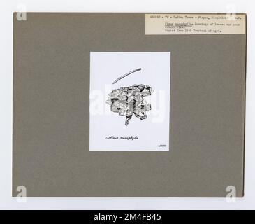 Tree Identification - Pine, Pinyon. Photographs Relating to National ...