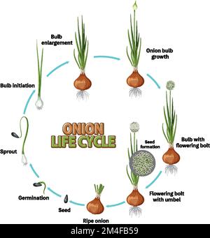 Diagram showing onion life cycle illustration Stock Vector Image & Art ...