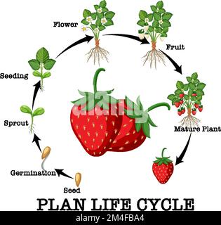 Life cycle of strawberry diagram illustration Stock Vector Image & Art ...