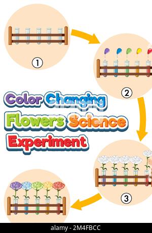Colour changing flower science experiment illustration Stock Vector ...