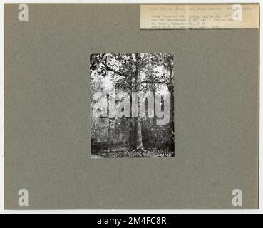 Tree Identification - Oak: Swamp Chestnut. Photographs Relating to ...