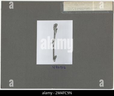 Tree Identification - Oak: Swamp White. Photographs Relating to ...