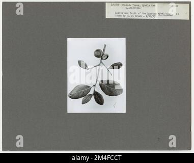 Tree Identification - Myrtle Tree. Photographs Relating to National ...