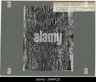 Tree Identification - Oak: Chapman. Photographs Relating to National ...