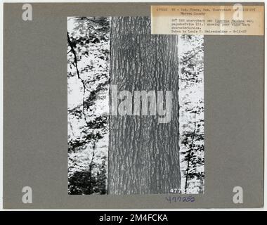 Tree Identification - Oak: Chapman. Photographs Relating to National ...