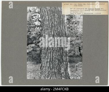 Tree Identification - Oak: Chapman. Photographs Relating to National ...