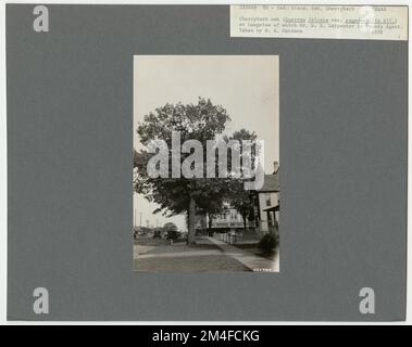 Tree Identification - Oak: Chapman. Photographs Relating to National ...