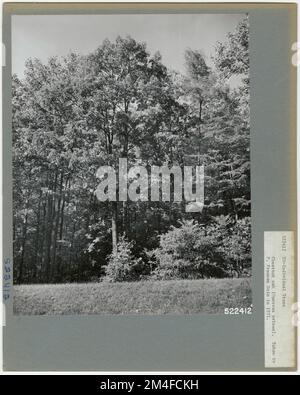 Tree Identification - Oak: Chestnut. Photographs Relating to National ...