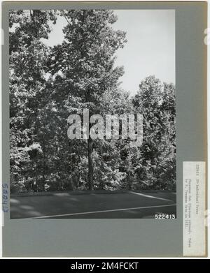 Tree Identification - Oak: Chestnut. Photographs Relating to National ...