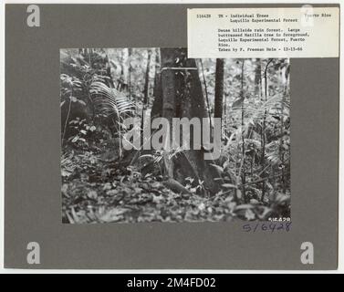 Tree Identification - Mantilla Tree. Photographs Relating to National ...