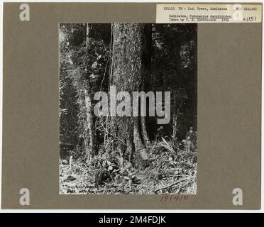 Tree Identification - Kahikatea. Photographs Relating to National ...