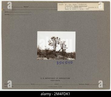 Tree Identification - Joshua Tree. Photographs Relating to National ...