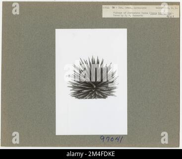 Tree Identification - Joshua Tree. Photographs Relating to National ...