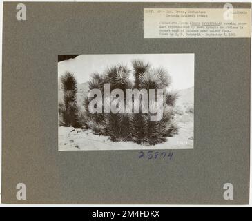 Tree Identification - Joshua Tree. Photographs Relating to National ...