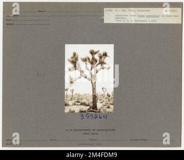Tree Identification - Joshua Tree. Photographs Relating to National ...