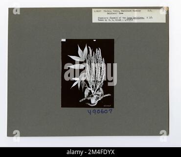 Tree Identification - Hickory: Shellbark. Photographs Relating to ...