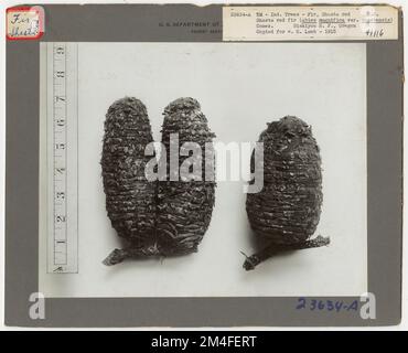 Tree Identification - Fir- Shasta Red. Photographs Relating to National ...