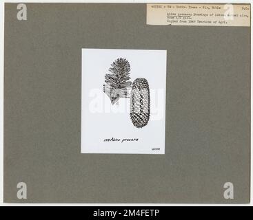 Tree Identification - Fir- Red. Photographs Relating to National ...