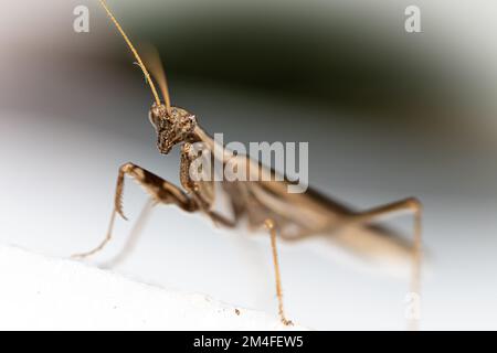 Cute isolated baby praying mantis insect with white background Stock ...