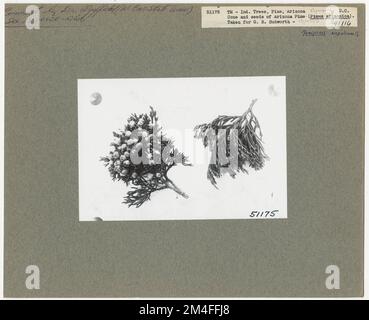 Tree Identification - Cypress. Photographs Relating to National Forests ...