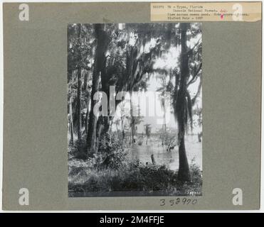 Tree Identification - Cypress. Photographs Relating to National Forests ...