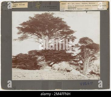 Tree Identification - Cypress. Photographs Relating to National Forests ...