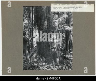 Tree Identification - Cenizo. Photographs Relating to National Forests ...