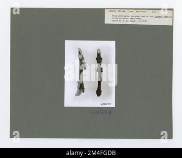 Tree Identification - Butternut. Photographs Relating to National ...
