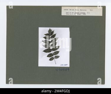 Tree Identification - Butternut. Photographs Relating to National ...