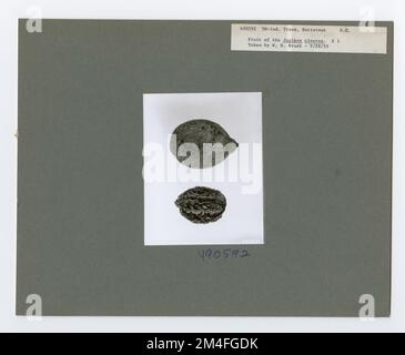 Tree Identification - Butternut. Photographs Relating to National ...