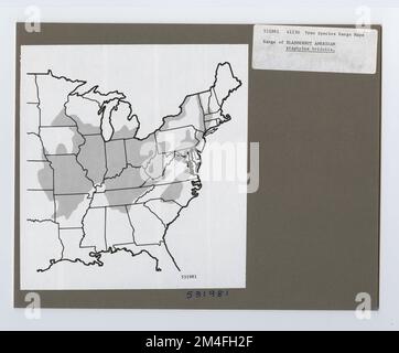 Tree Identification - Bladdernut. Photographs Relating to National ...