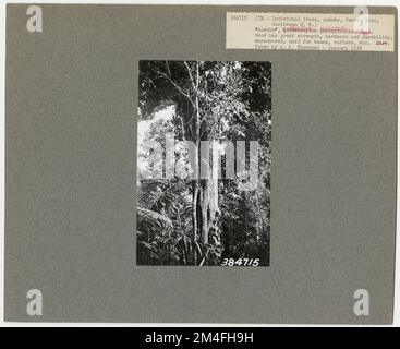 Tree Identification - Asubo. Photographs Relating to National Forests ...