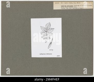 Tree Identification - Ash. Photographs Relating to National Forests ...