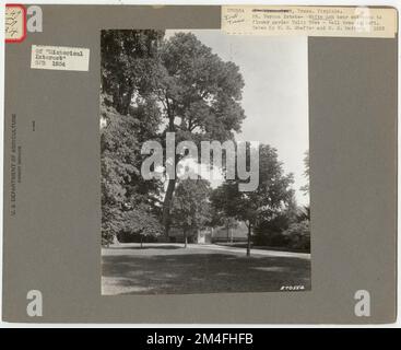 Tree Identification - Ash. Photographs Relating to National Forests ...