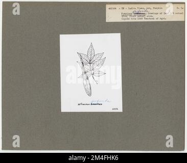 Tree Identification - Ash. Photographs Relating to National Forests ...