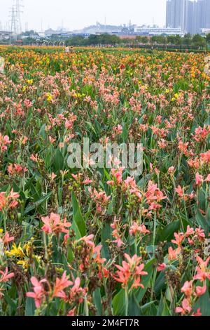Closeup of lush canna flowers growing in the park Stock Photo - Alamy