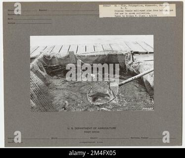 Fish Hatcheries - Minnesota. Photographs Relating to National Forests ...