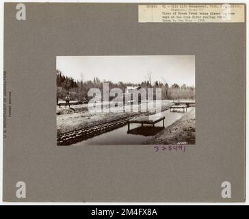 Fish Hatcheries - Michigan. Photographs Relating to National Forests ...