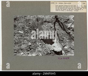 Wildlife Destruction - Utah. Photographs Relating to National Forests ...