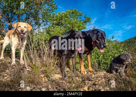 Farm animals on small farm to table farm in the French Alps - Dogs ...